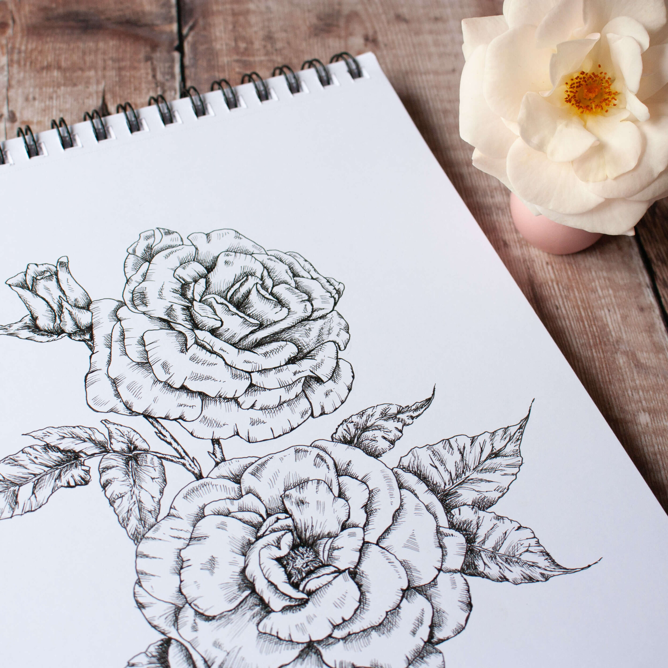 Fine-line floral illustrations and surface pattern design