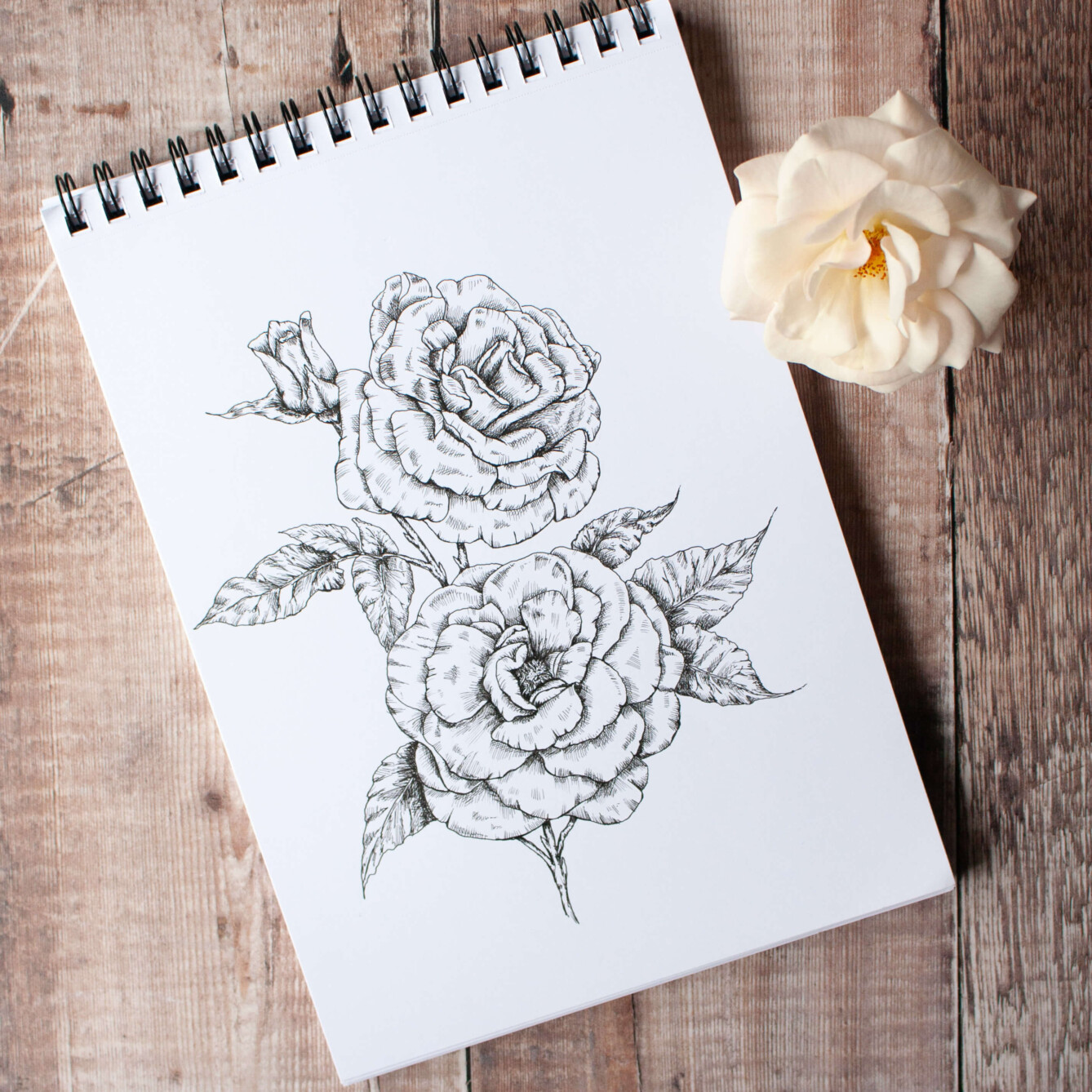 Fine-line floral illustrations and surface pattern design